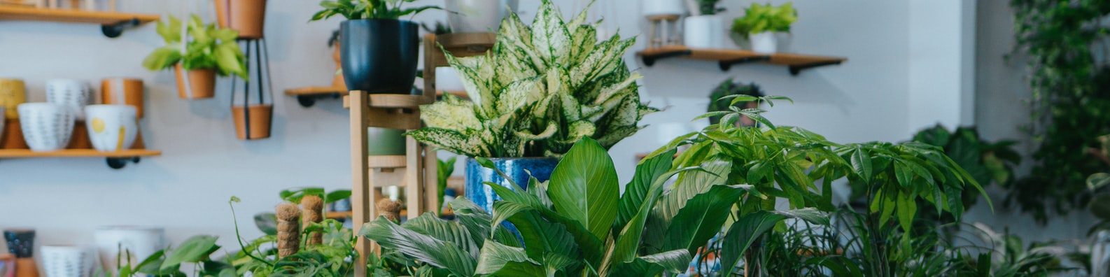 The Wellington Botanist Market